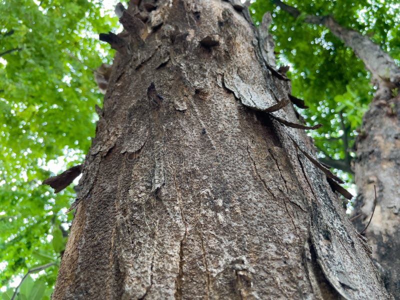 The Padauk Tree Has a Brown Trunk. Stock Image - Image of bark, soil ...
