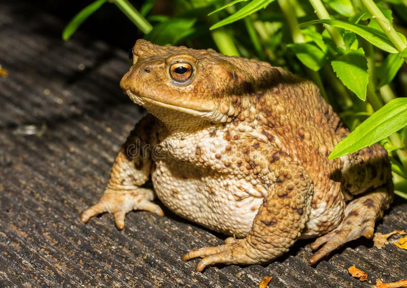 Padda fotografering för bildbyråer. Bild av zoologi, natur - 81285877