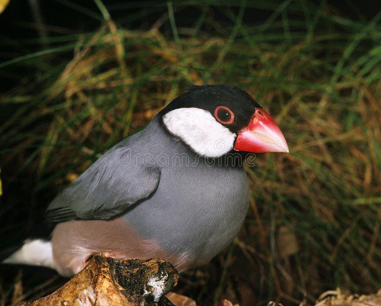 PADDA DE JAVA Padda Oryzivora Stock Photo - Image of bird, cage: 170404930