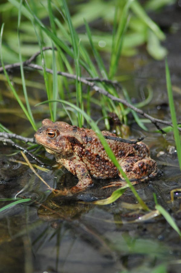 Padda groda i vattnet _ arkivfoto. Bild av brokig, revoltera - 50332296