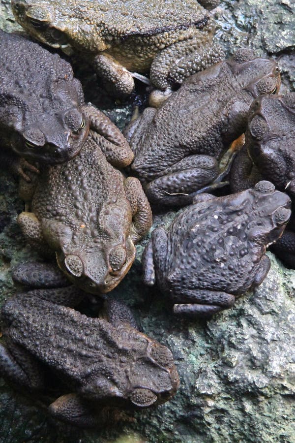 Groep padden stock foto. Image of uitziend, schepsel - 34373116