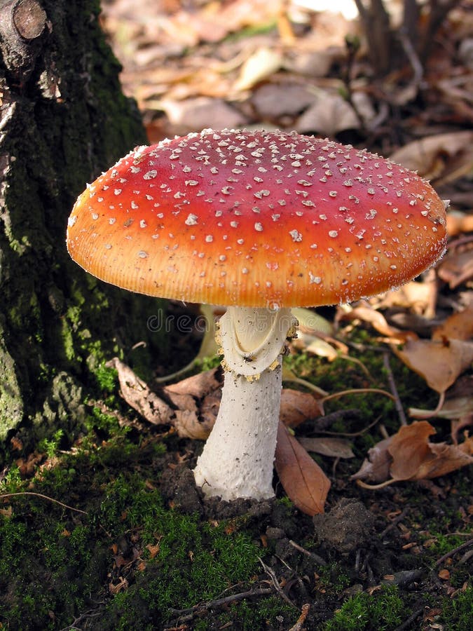 Schimmel stock foto. Image of vers, macro, naughty, gezondheid - 1532002