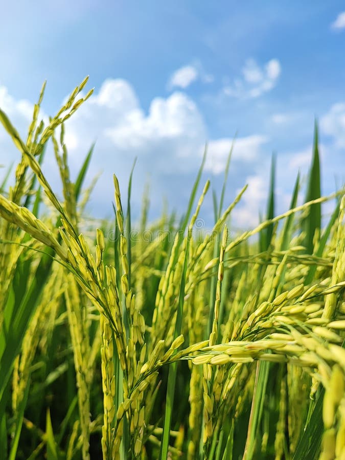 Paddi Farmer Agriculture Stock Photos - Free & Royalty-Free Stock ...