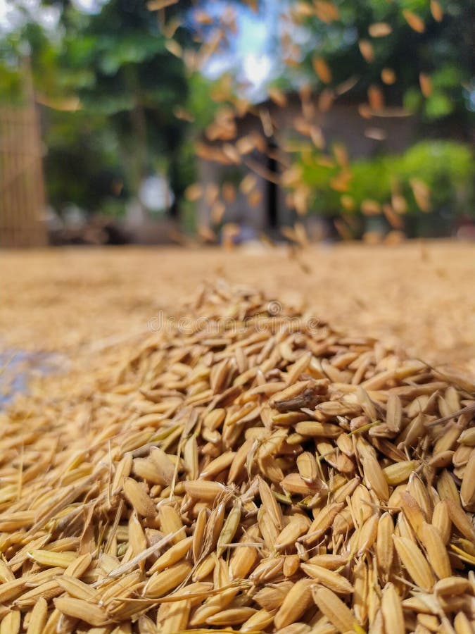 Paddi grain stock photo. Image of paddi, light, grain - 222188068