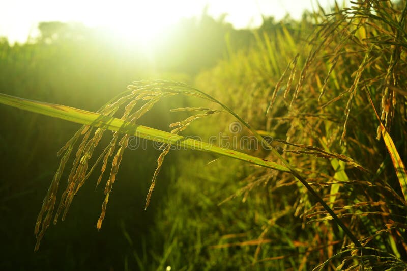 Paddies stock photo. Image of plants, paddies, green - 72085262