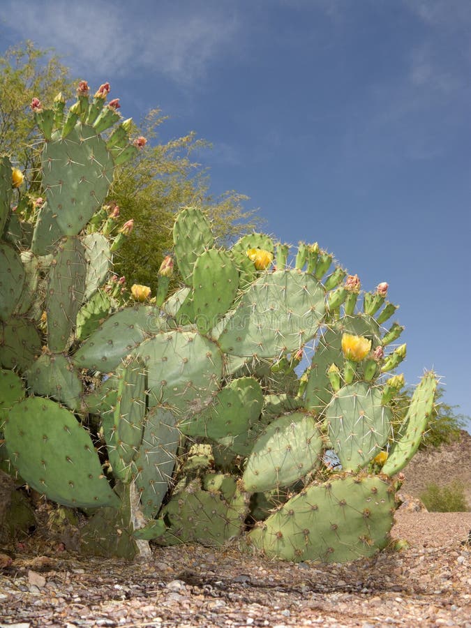 Paddle Cactus stock photo. Image of nopal, summer, clouds - 19294360