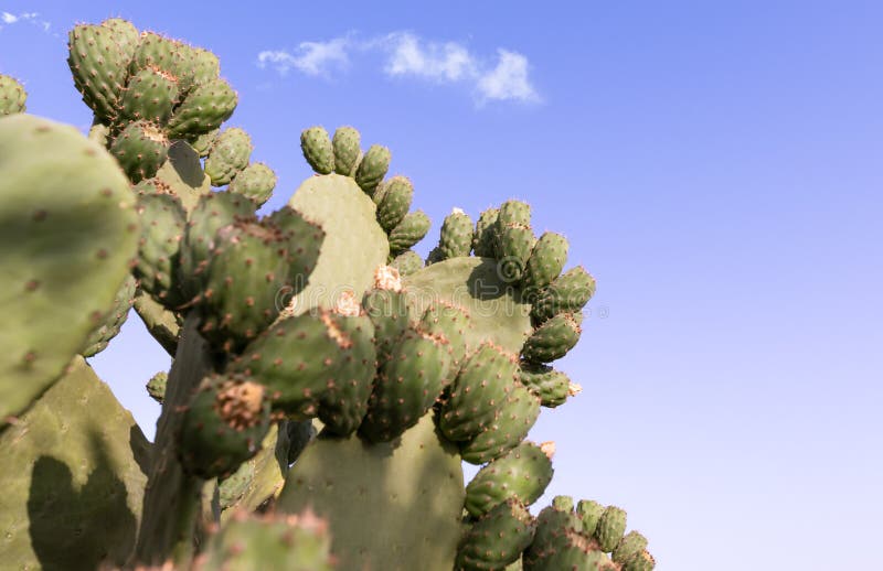 Paddle cactus stock photo. Image of green, natural, plant - 23353704
