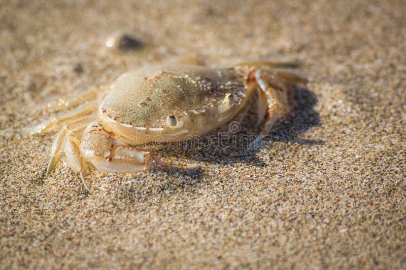 Paddle Crab Digging Itself into the Sand Stock Photo - Image of macro ...