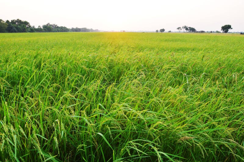 195 Paddle Field Thailand Stock Photos - Free & Royalty-Free Stock ...