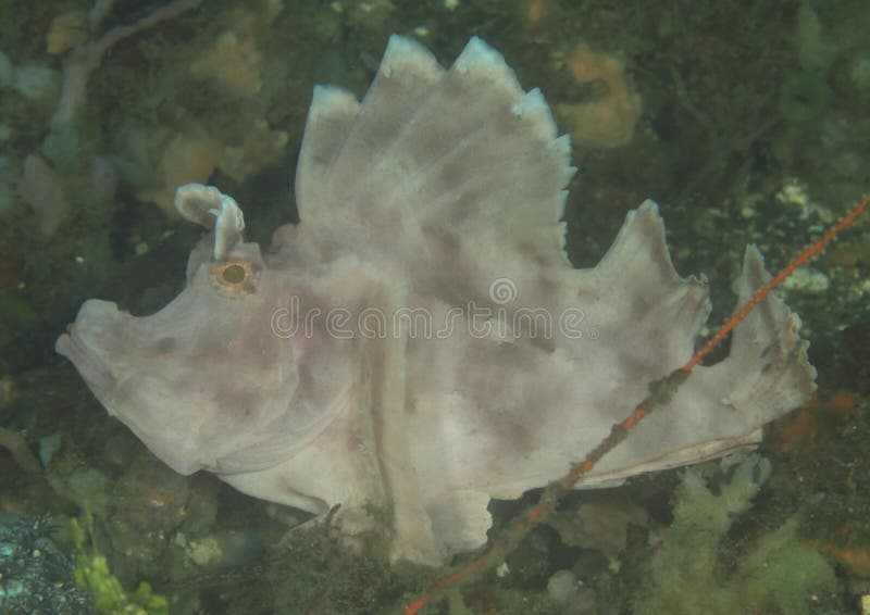 Paddle-flap scorpionfish stock image. Image of north - 37728639