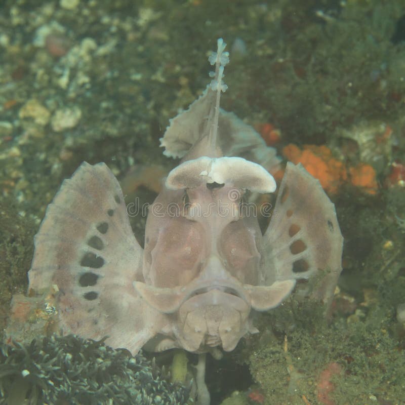 Paddle-flap scorpionfish stock photo. Image of fish, sulawesi - 37728658