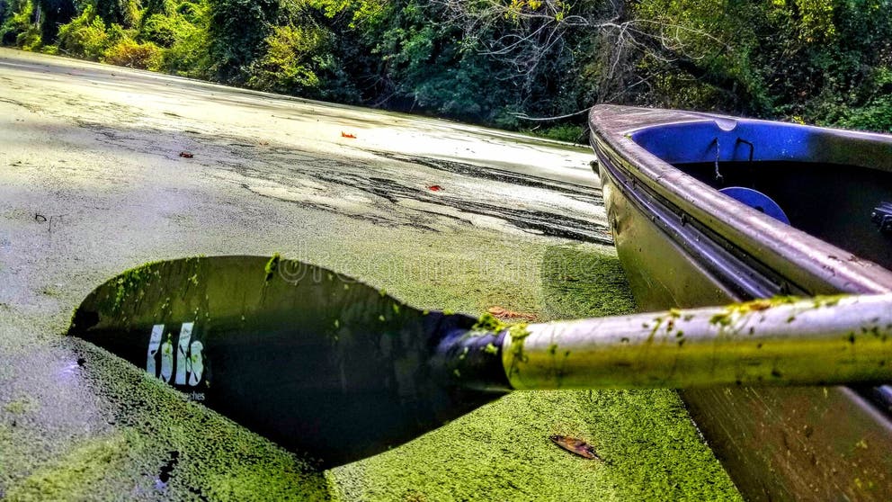 Paddle stock photo. Image of moss, paddling, paddle - 100989364