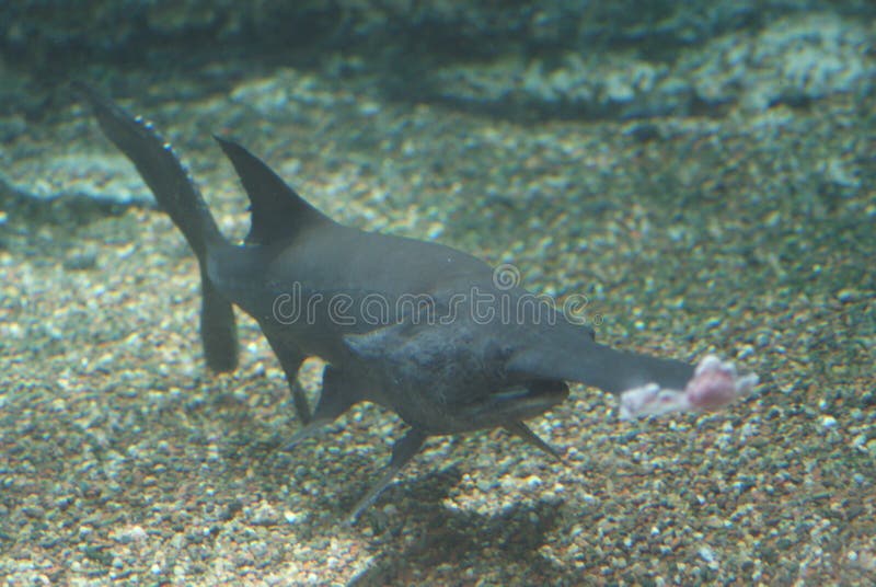 Paddlefish editorial stock image. Image of paddlefish - 217502999
