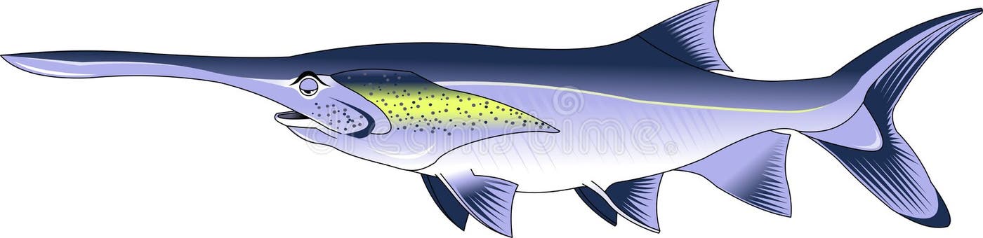 Paddlefish Stock Illustrations – 107 Paddlefish Stock Illustrations ...