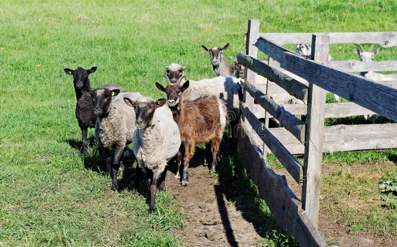 Paddock. stock image. Image of wood, herd, white, stare - 19867535