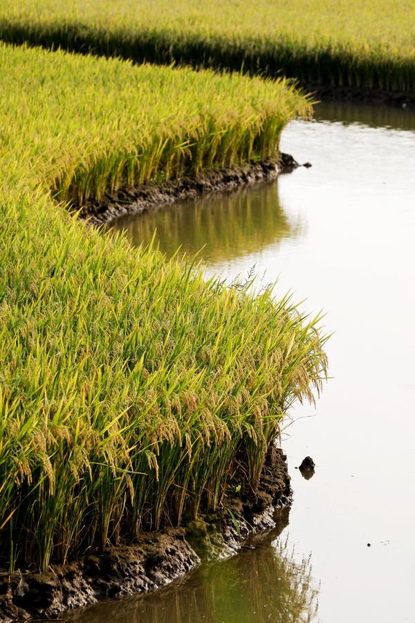 Water Canal between Paddy Fields Stock Photo - Image of rural ...
