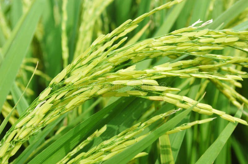 Paddy stock photo. Image of asia, economy, japan, food - 12049694