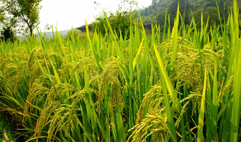 Paddy stock photo. Image of farming, context, lush, fruits - 14288616