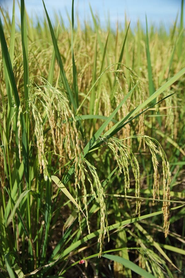 Paddy stock image. Image of plantation, vegetation, farms - 14600451