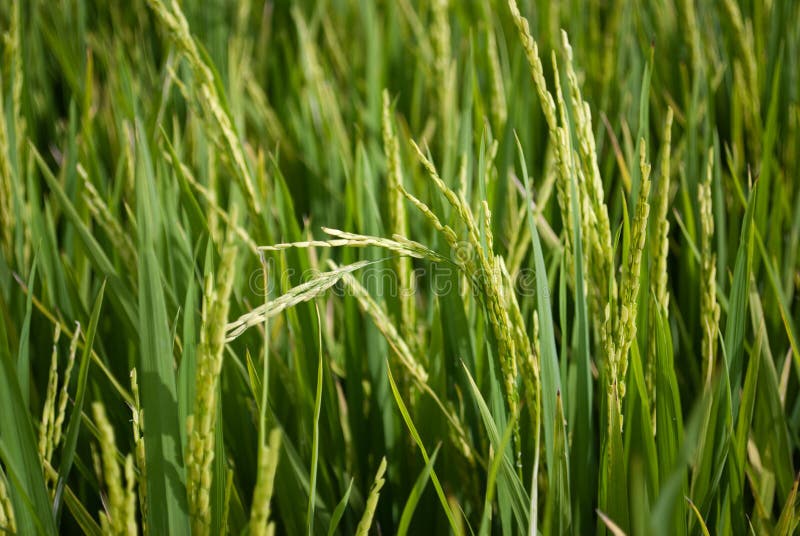 Paddy Picture. Image: 16185050