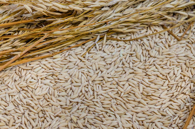 Organic Dry Paddy for Foodstuff Background. Stock Image - Image of food ...