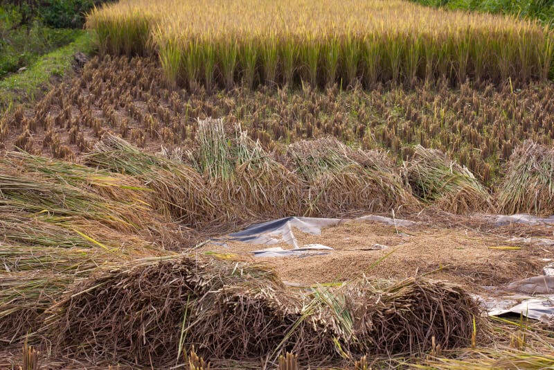 Paddy stock photo. Image of leaf, agriculture, growth - 19745156