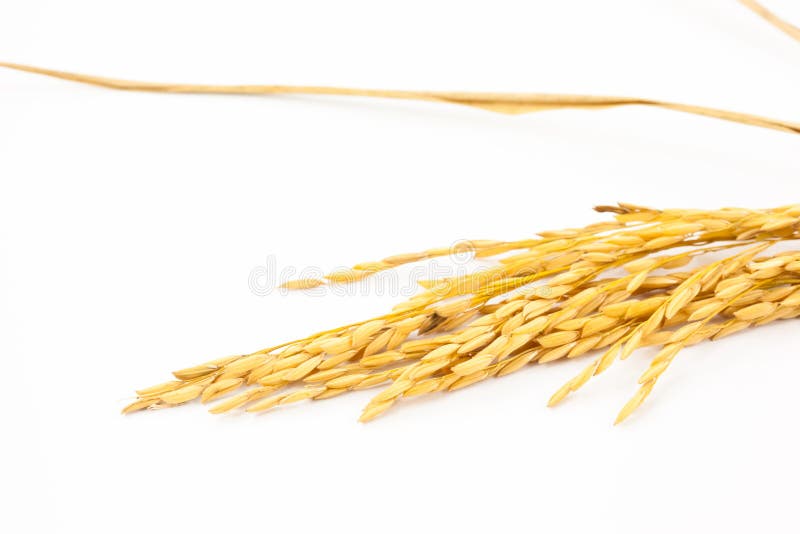 Paddy and rice grain stock photo. Image of plant, crop - 34661746