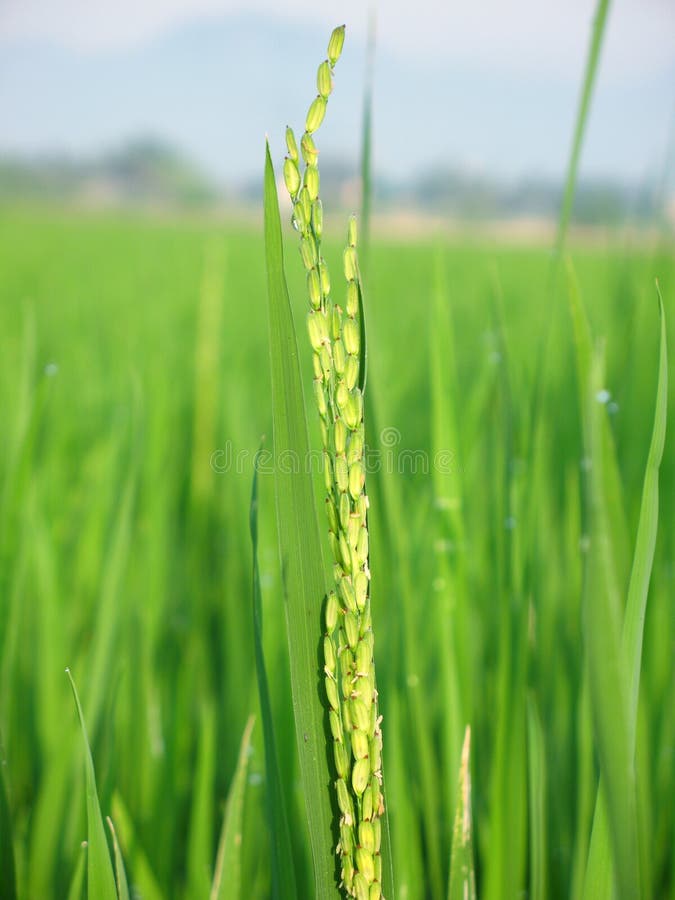 Paddy stock photo. Image of summer, fresh, organic, grass - 2346204