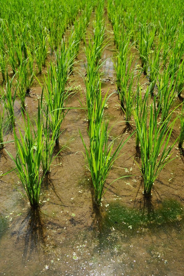 Paddy Field Picture. Image: 2401955