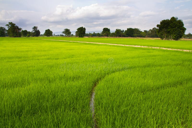 Paddy land stock photo. Image of tree, land, colorful - 20310910