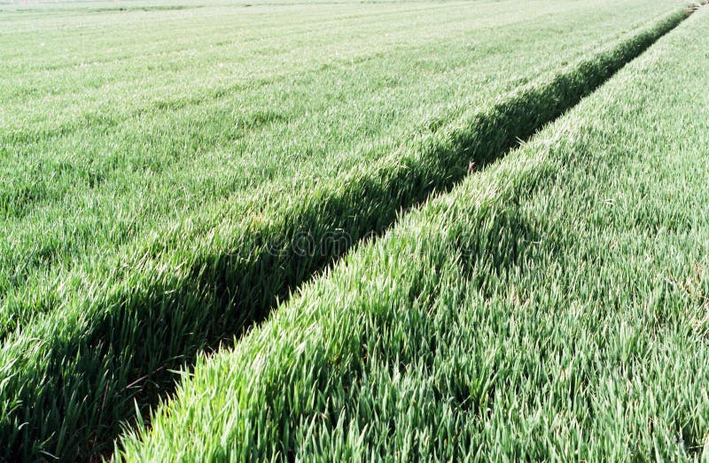 Paddy stock image. Image of asia, vitality, seasonal - 26620957