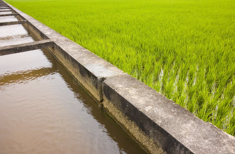 Paddy stock image. Image of fresh, leaf, crop, cloud - 26926767