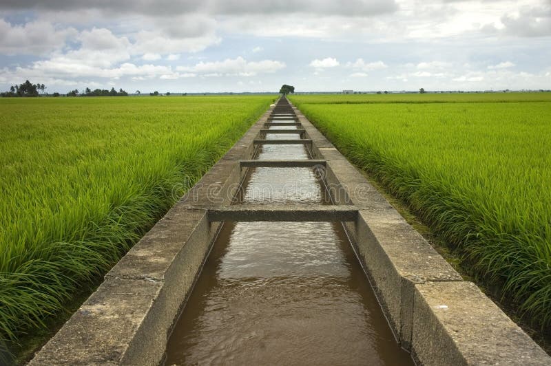 Irrigation Drain at a Paddy Field on a Sunny Day Stock Photo - Image of ...
