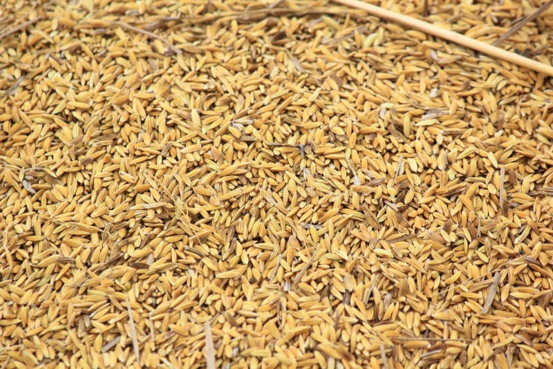 Paddy stock image. Image of agriculture, farmland, rice - 28111707