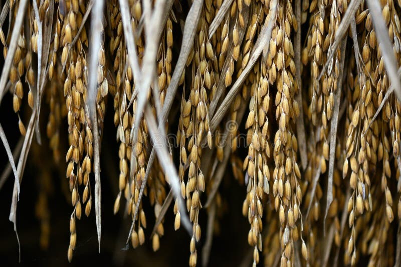 Paddy stock photo. Image of rural, paddy, grain, closeup - 37514176