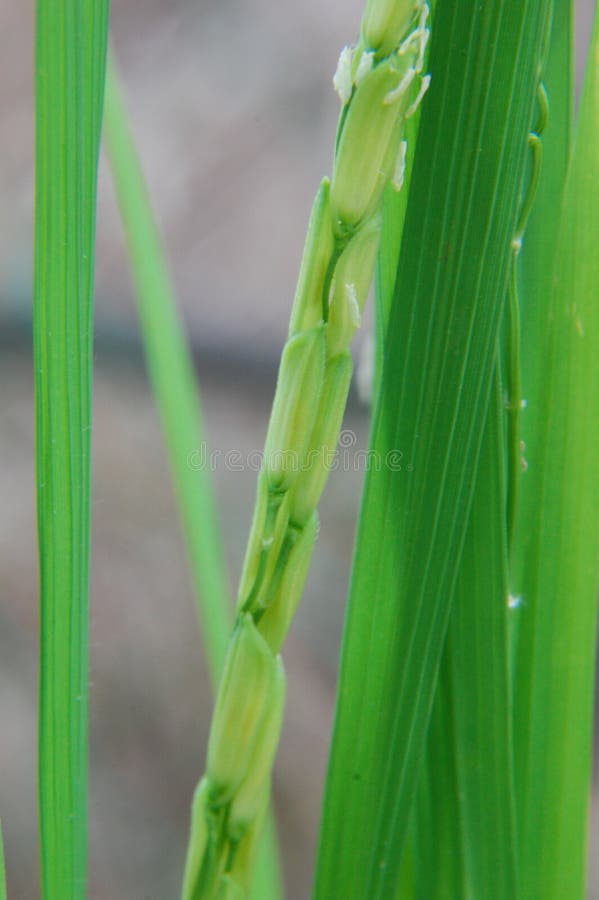 Paddy stock photo. Image of rice, leaf, paddy, grains - 4986694