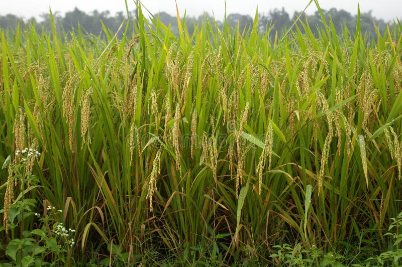 Rice factory. stock photo. Image of factory, beauty, agriculture - 9454518