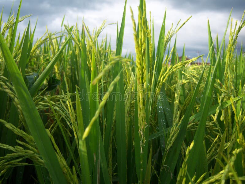 Paddy stock photo. Image of field, leave, majalaya, yellow - 8670044