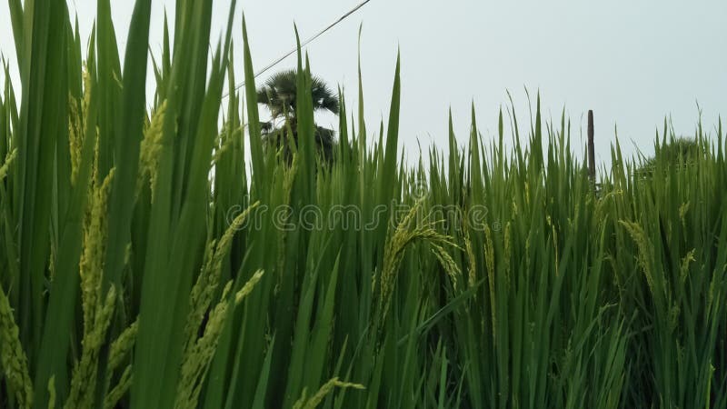 Paddy agriculture green stock photo. Image of flower - 196692814
