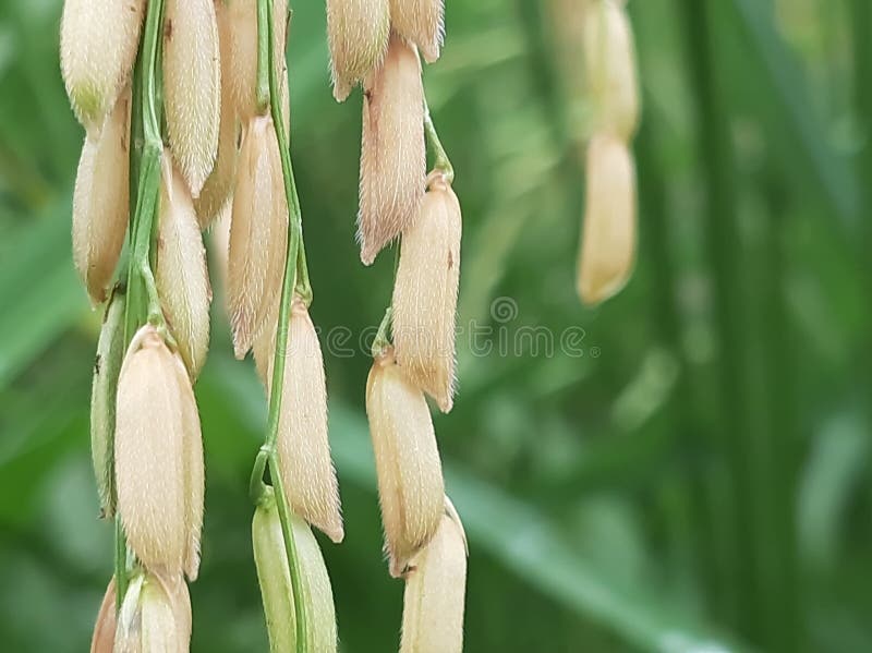 Paddy Agriculture with Agriculture Theme Stock Photo - Image of ...
