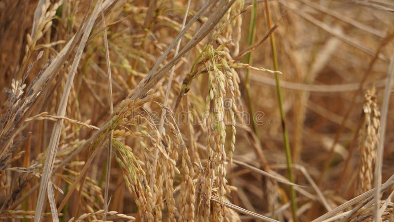 Paddy, Also Called Rice Paddy, Small, Level, Flooded Field Used To ...