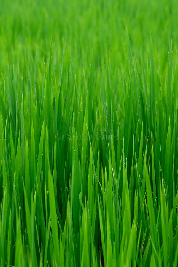 Paddy Also Known As Rice Crop Leaves in the Farm. Used Selective Focus ...