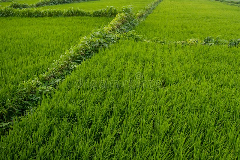 Paddy, Also Called Rice Paddy, Small, Level, Flooded Field Used To ...