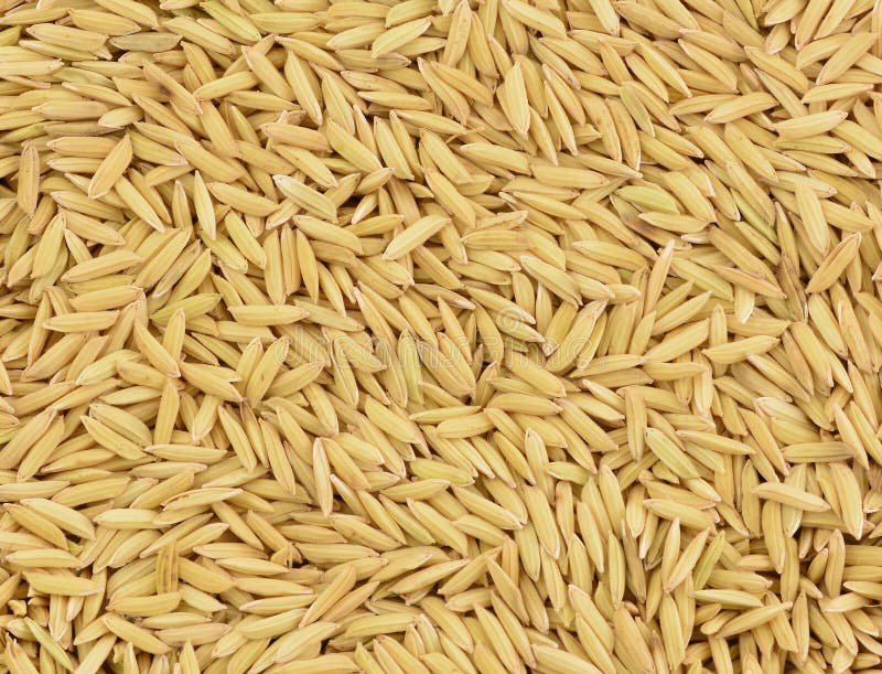 Paddy background stock image. Image of collect, rice - 57719853