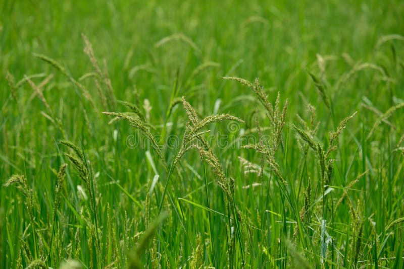 Paddy stock image. Image of season, asian, grain, asia - 90166633