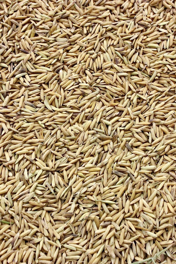 Paddy background. stock image. Image of grained, golden - 34696255