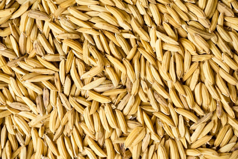 Paddy kernels stock image. Image of field, harvest, prosperity - 37390129