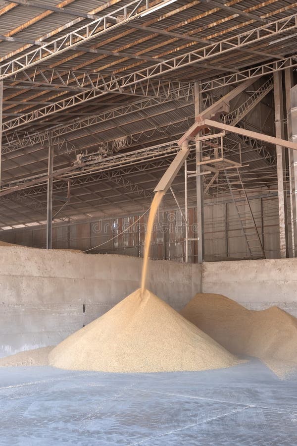 Paddy Baked Being Let Down from the Tank To the Floor. Rice Mill System ...