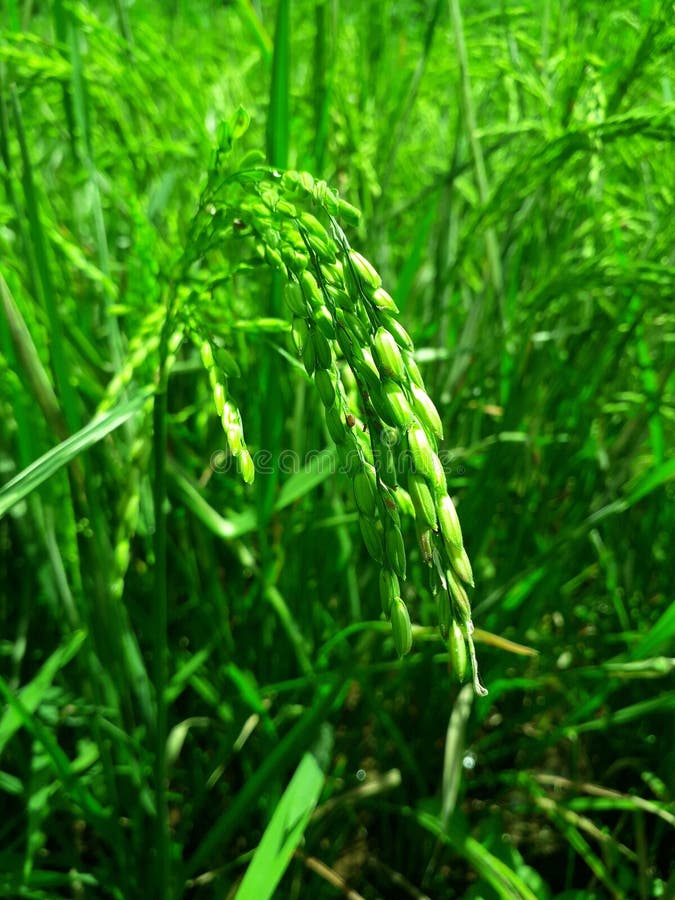 Paddy beans rice beans stock photo. Image of agriculture - 322297822
