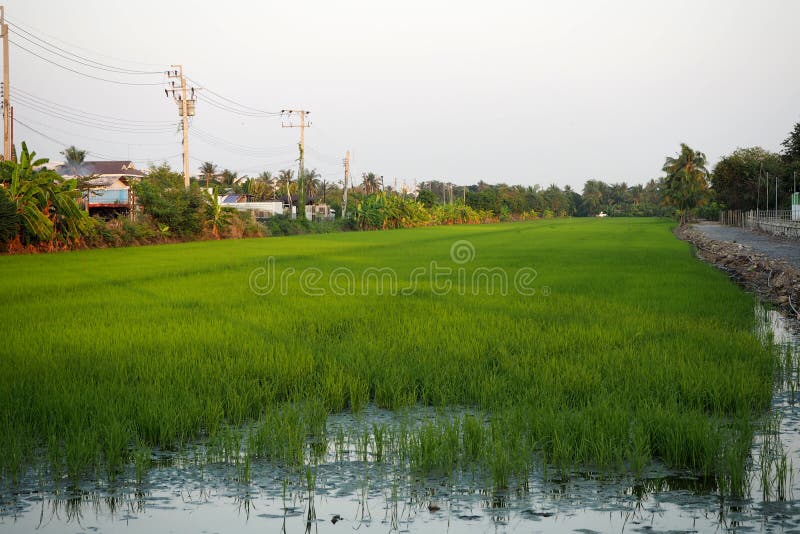 Paddy stock image. Image of landscape, food, meadow, yellow - 65654481